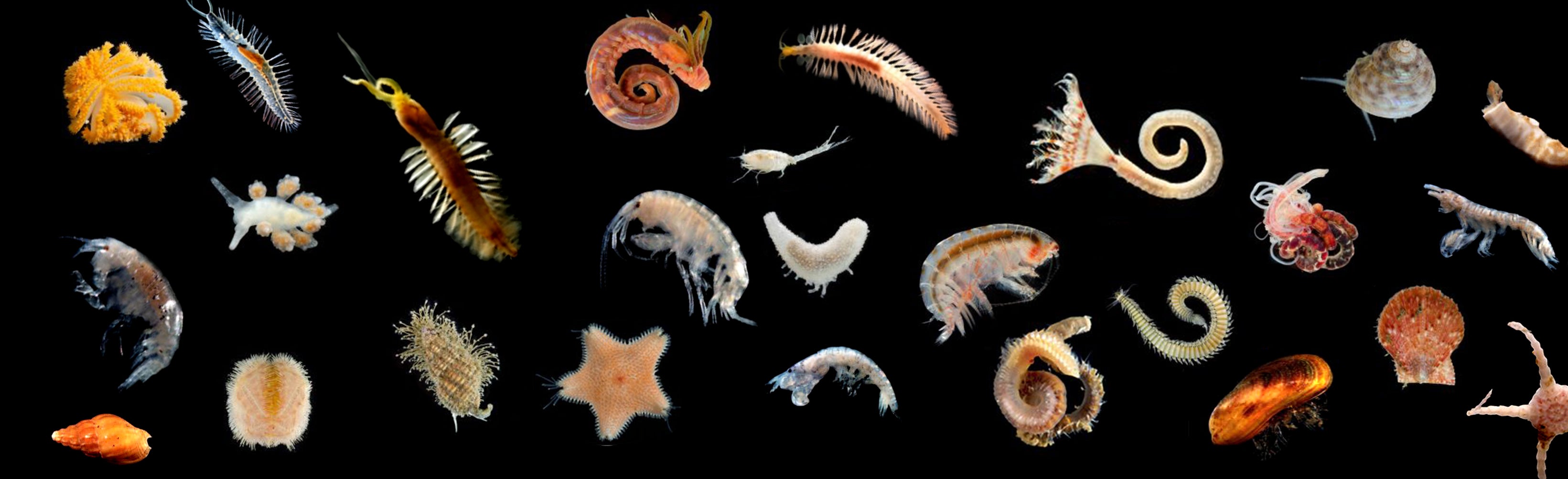 Capitolo Secondo - La vita segreta del reef: i ruoli di benthos e zoop – Beastore