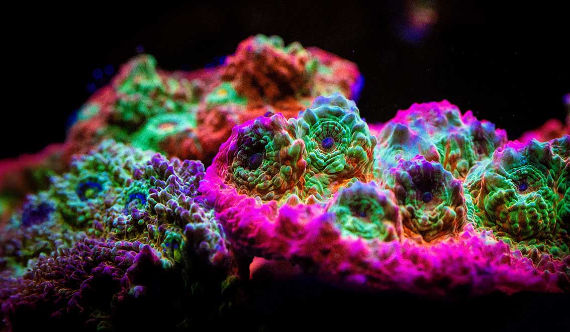 L’olobionte e l’equilibrio invisibile: i batteri nell’acquario marino ...