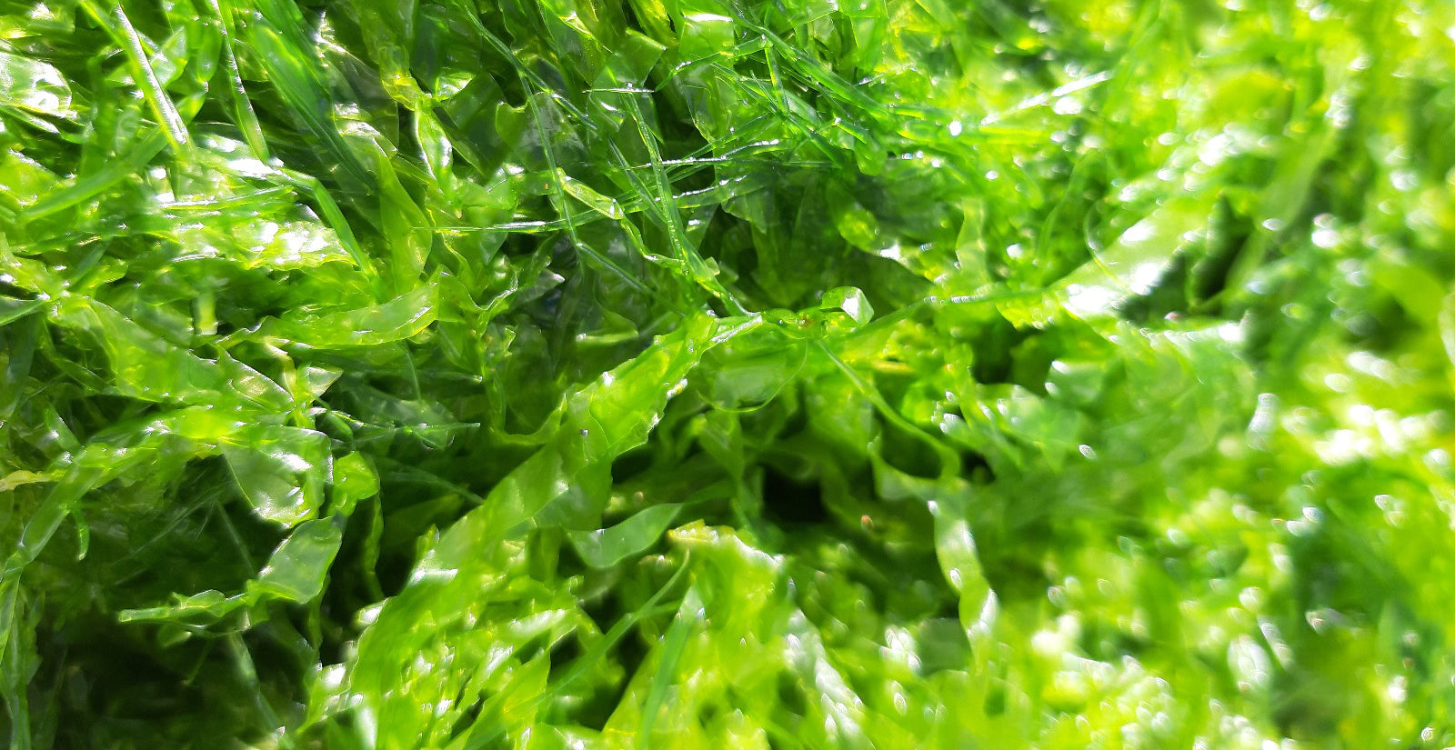 Novità - BEA Algae Fresh: Alghe fresche al naturale! – Beastore